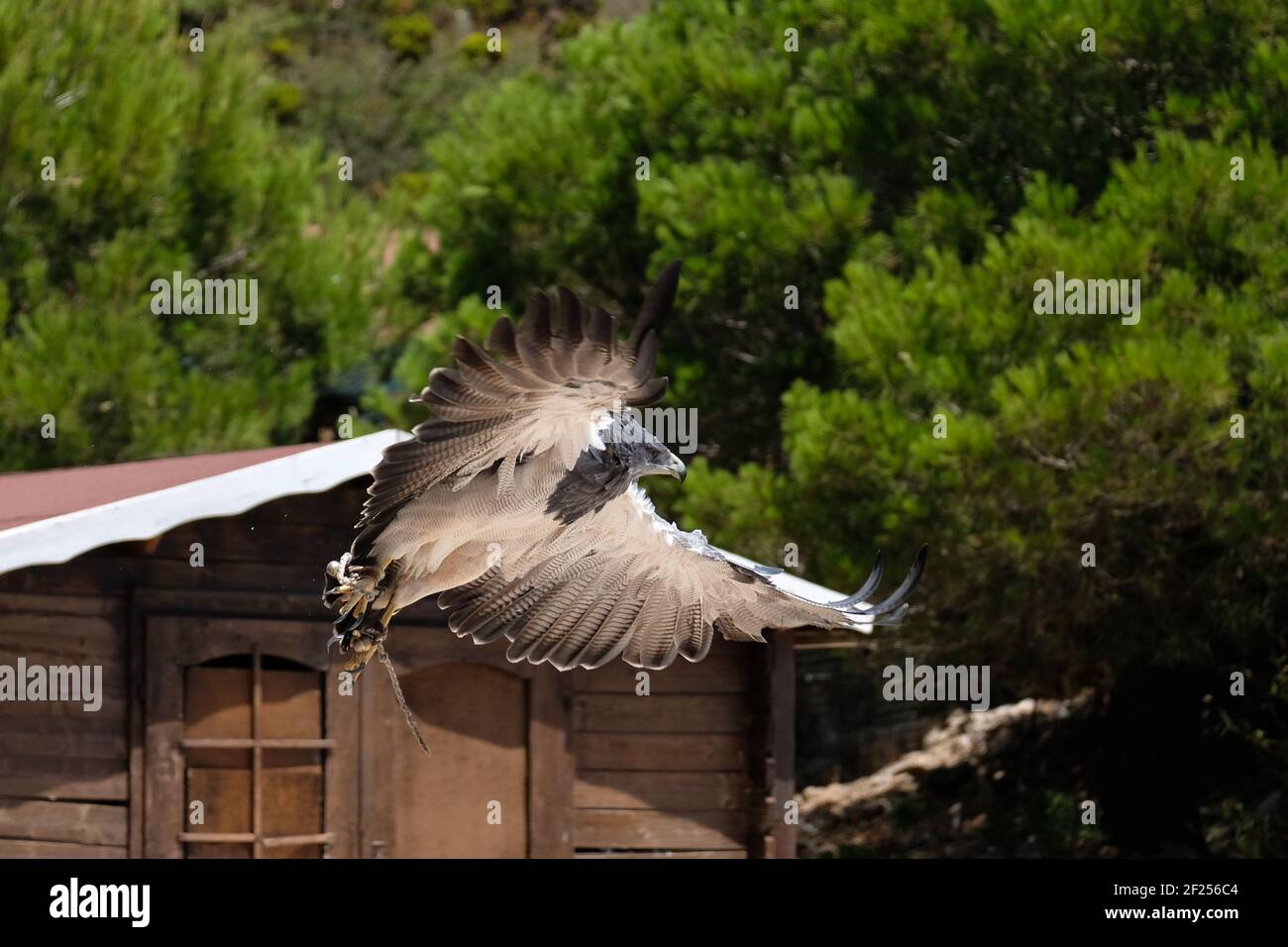 Chilean blue eagle hi-res stock photography and images - Alamy