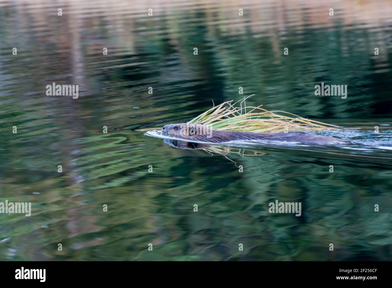 North american water snake hi-res stock photography and images - Alamy