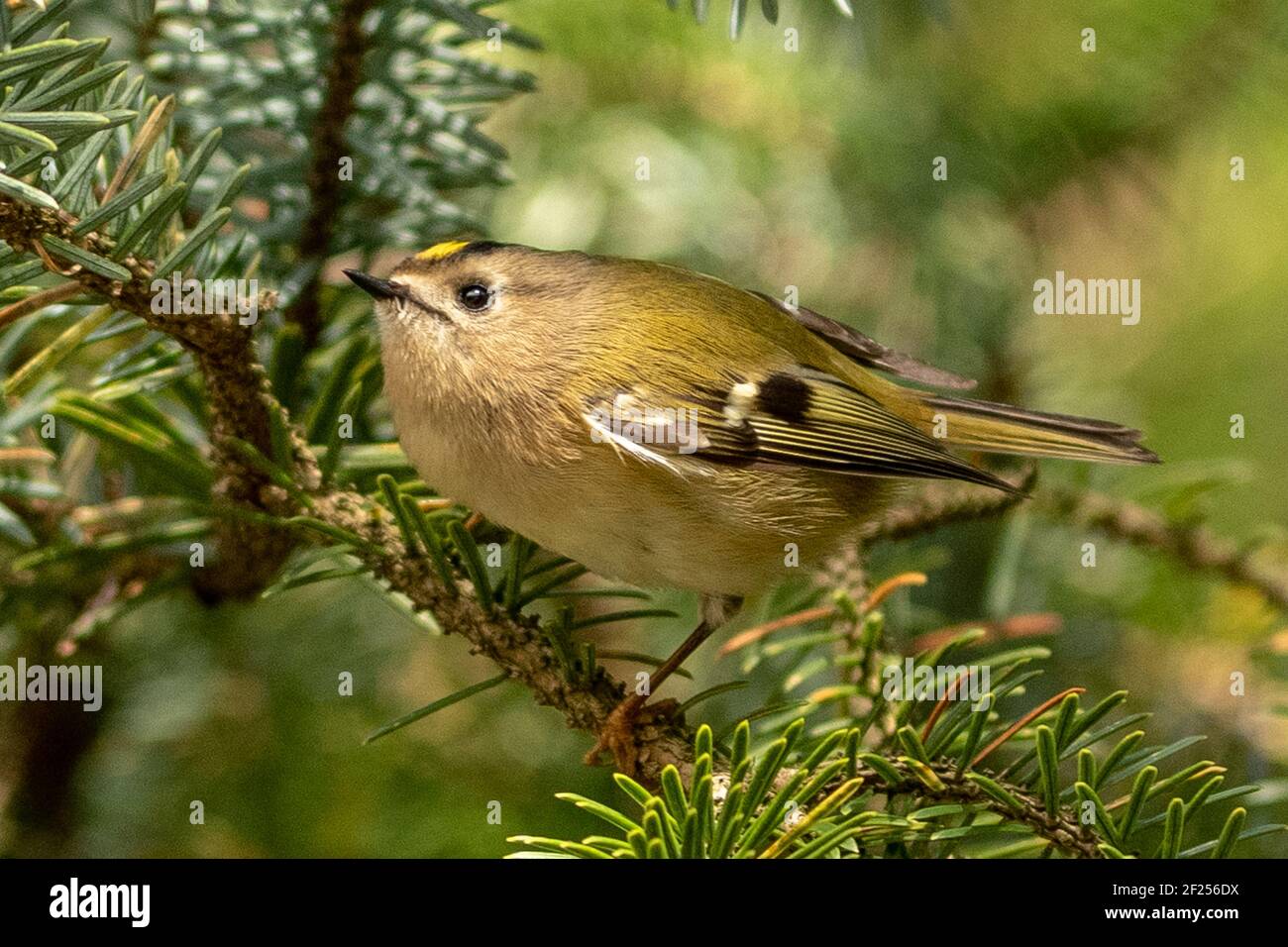 Goldcrest in a spruce tree Stock Photo - Alamy