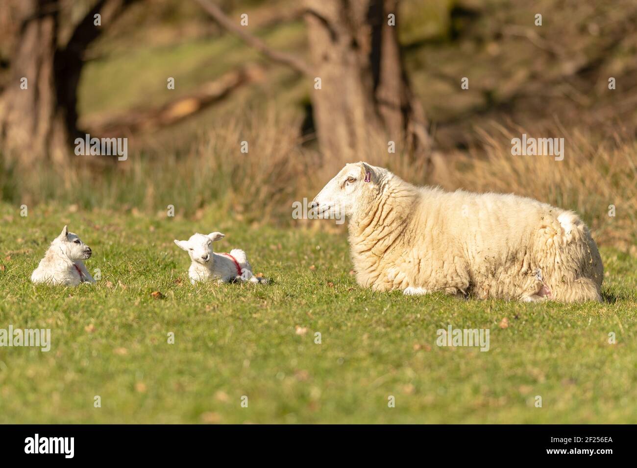 Welsh lamb in spring hi-res stock photography and images - Alamy