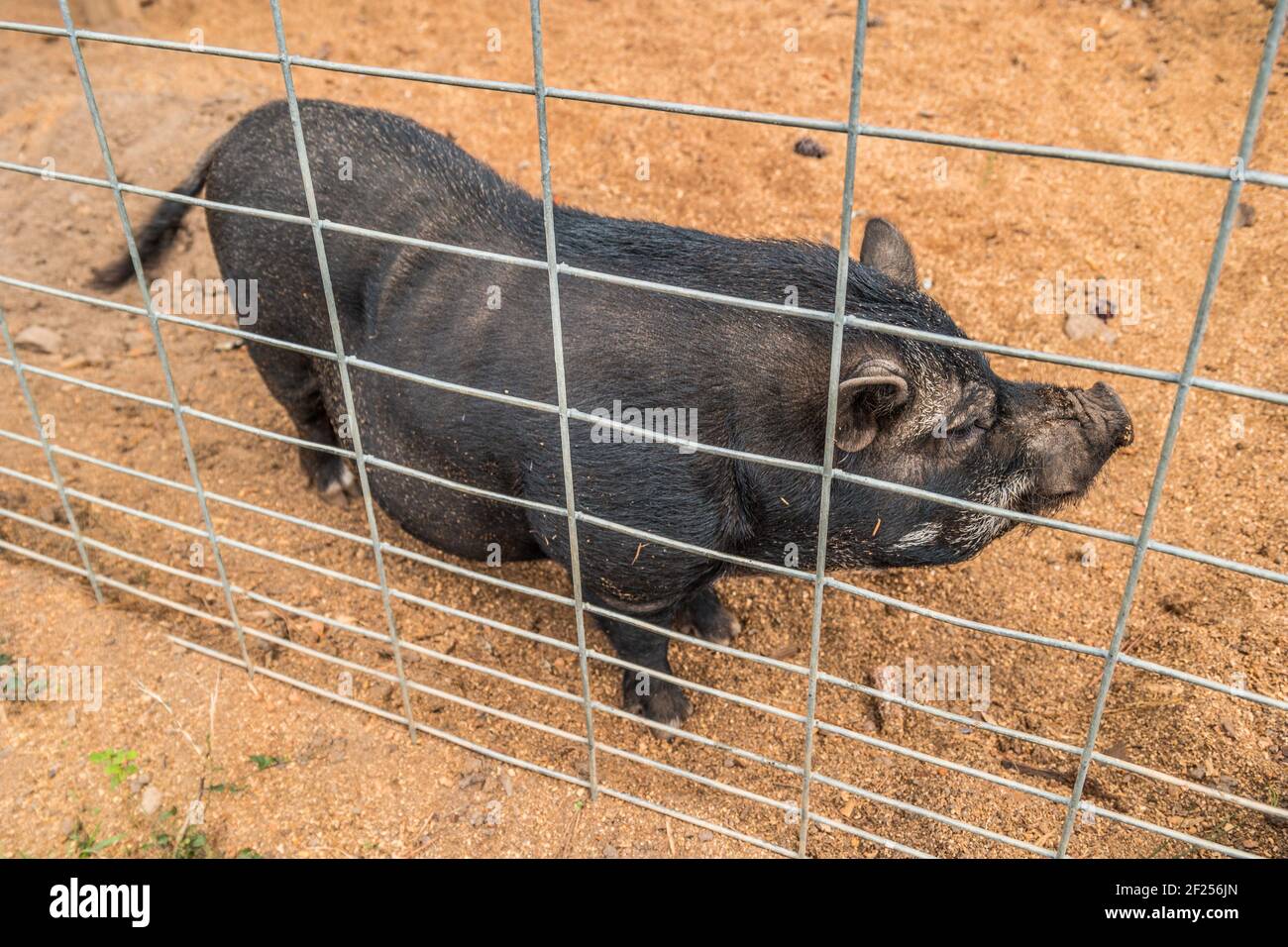 Looking downward at a friendly young potbelly black pig behind a wire ...