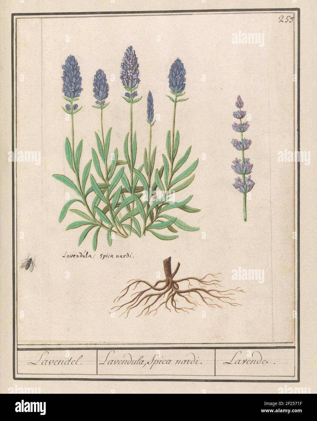 Spica nardi hi-res stock photography and images - Alamy