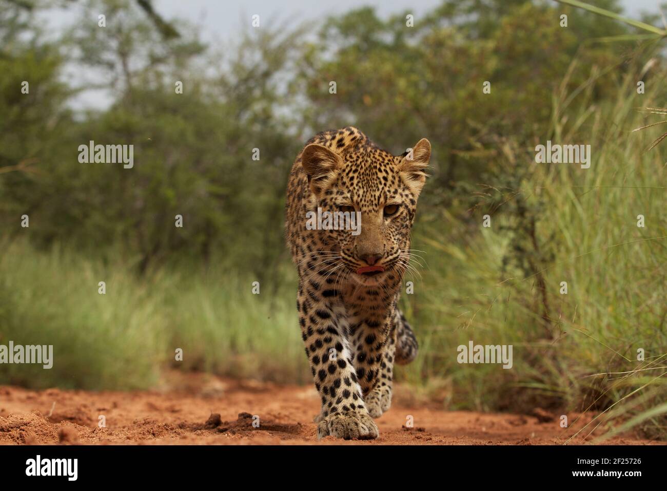 Exploring leopard cub hi-res stock photography and images - Alamy