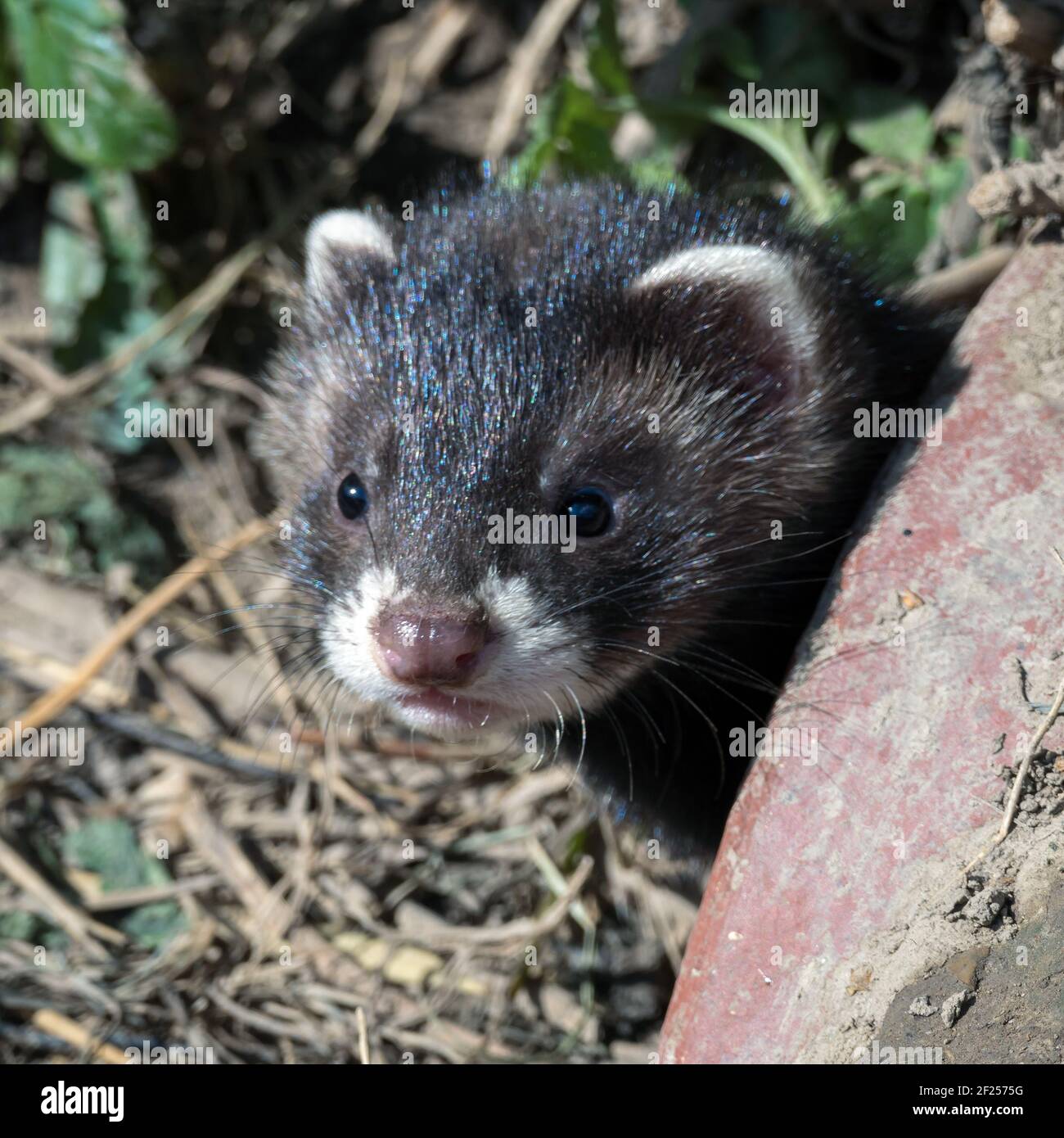 European Polecat (Mustela putorius Stock Photo - Alamy
