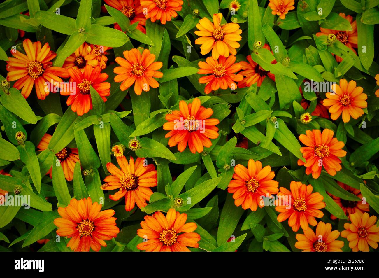 Creeping Zinnia High Resolution Stock Photography and Images - Alamy