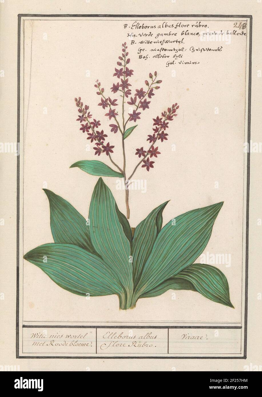 Black nies root (Veratrum Nigrum); White nies carrot with red flower ...