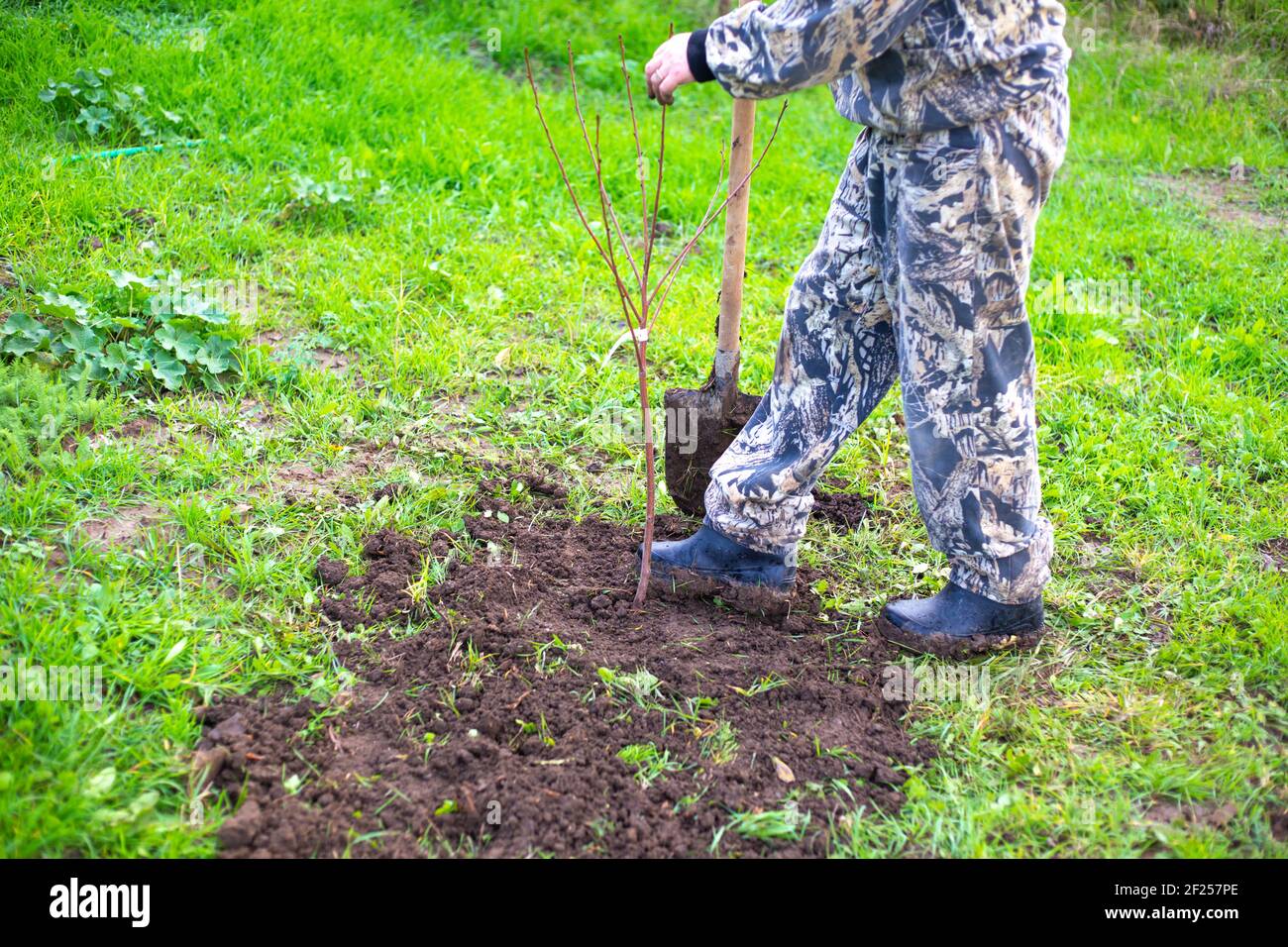 The gardener plants a young fruit tree sapling in the soil in the ...