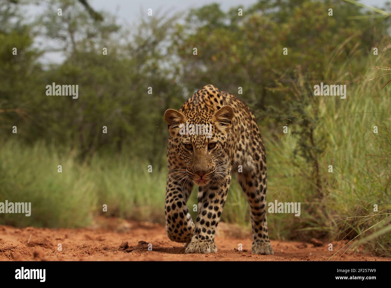 African Leopard Cub Playing Hi res Stock Photography And Images Alamy African Leopard Cub Playing Hi res Stock Photography And Images Alamy