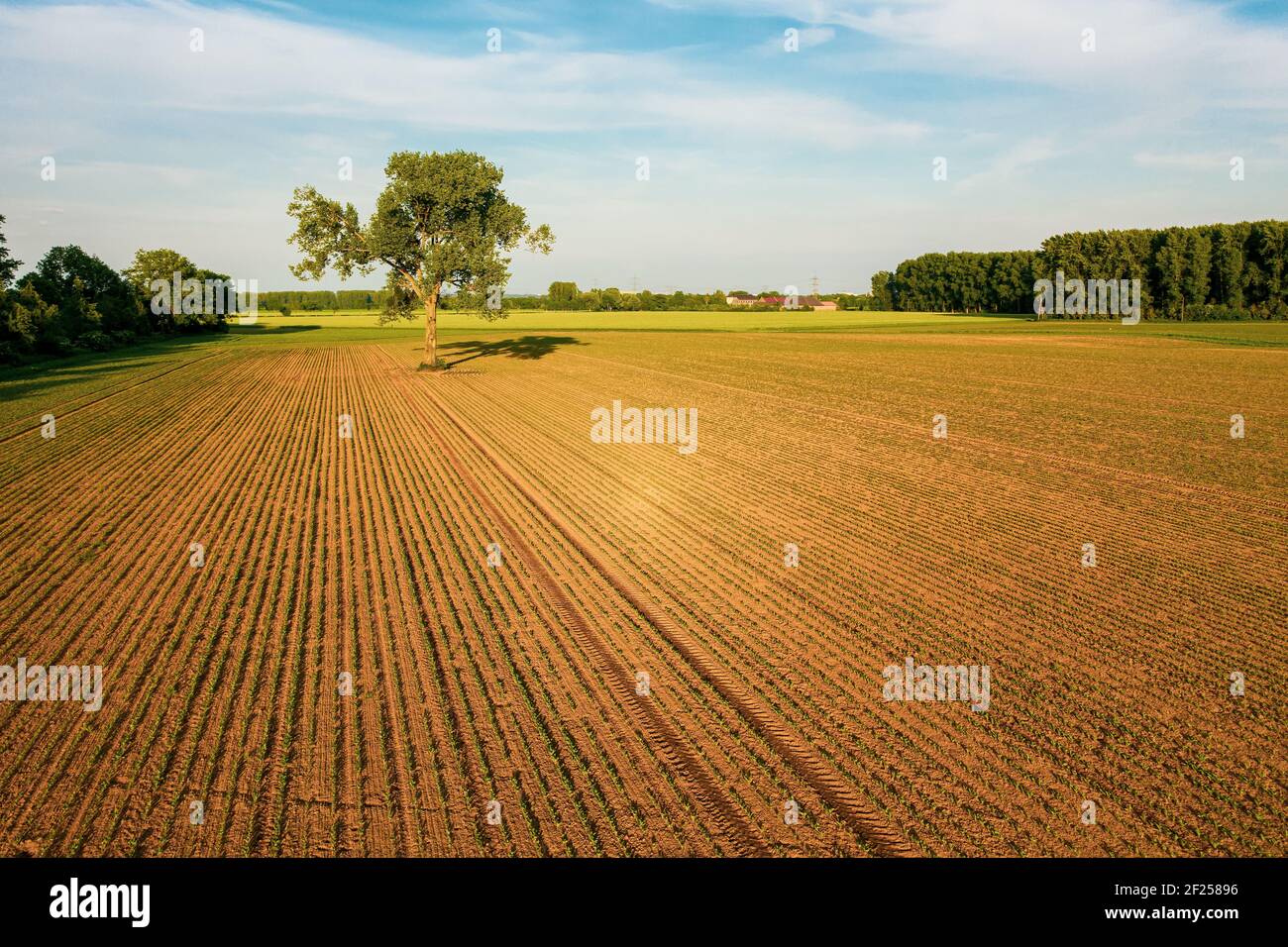 Aerial shot lone tree hi-res stock photography and images - Alamy
