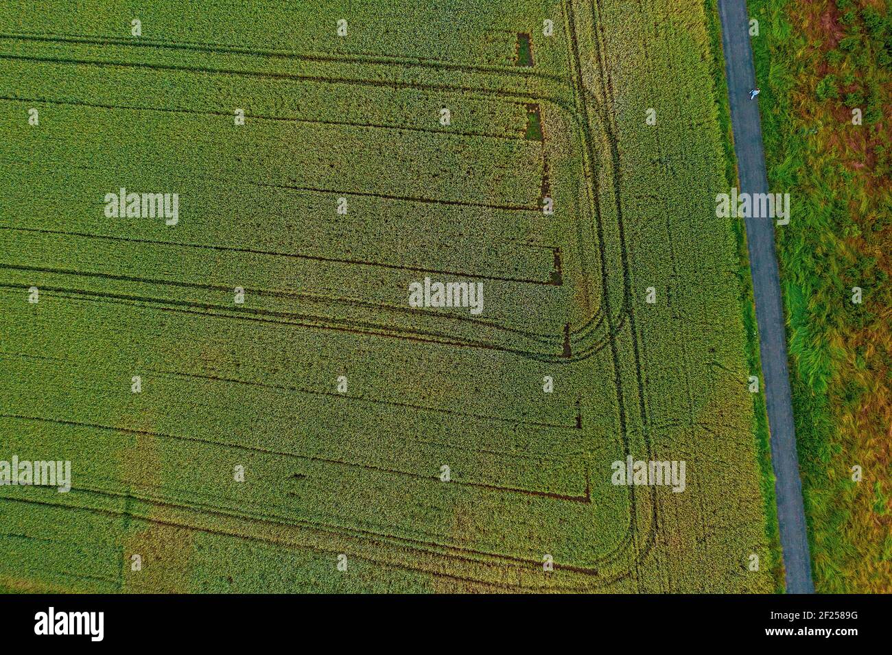Patterns in the cornfield seen from above. Drone photography Stock ...