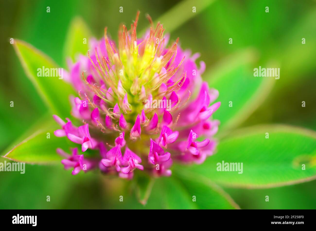 Harvesting clover seed hi-res stock photography and images - Alamy