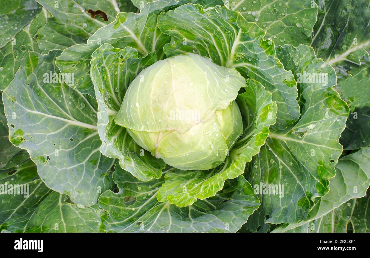 Fresh cabbage grows in the garden. View from above. Healthy and natural ...