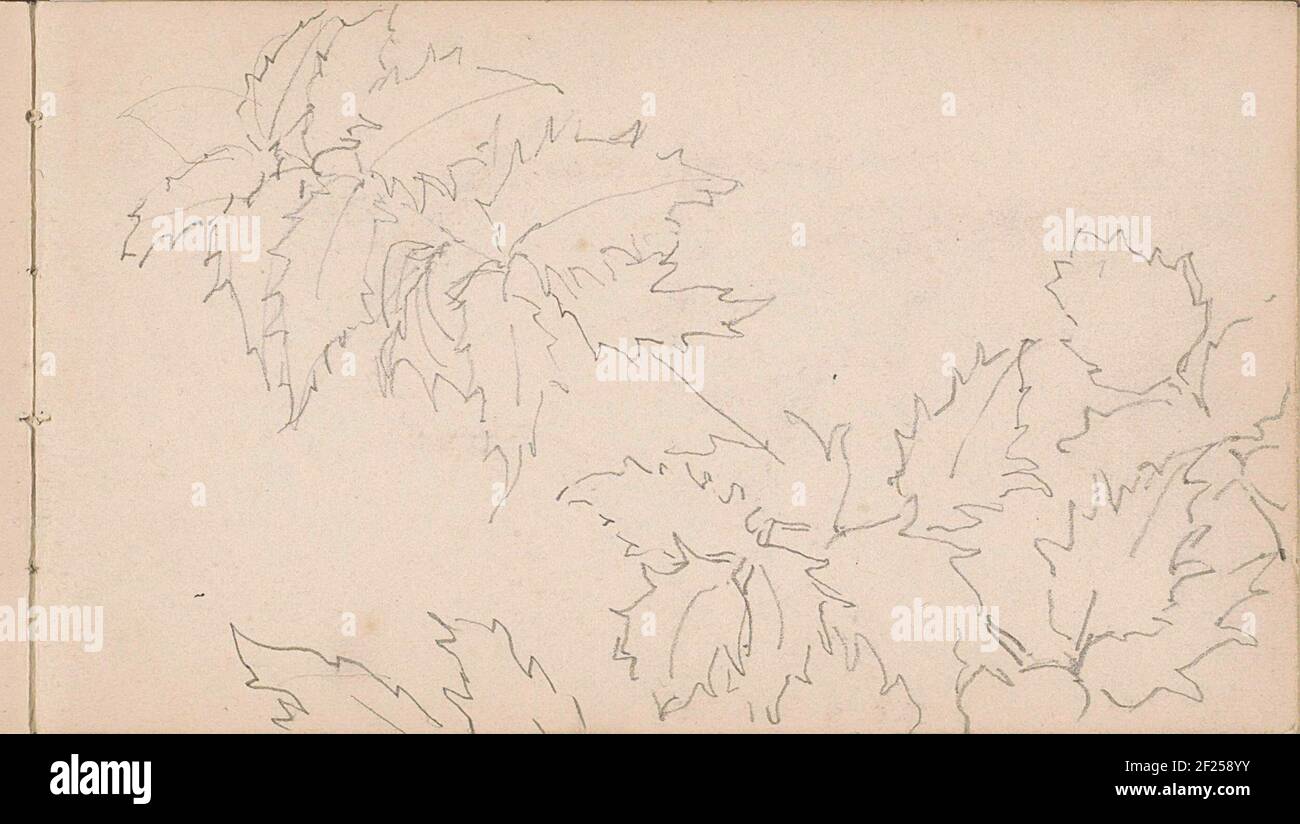 Toothed edge leaf hi-res stock photography and images - Alamy