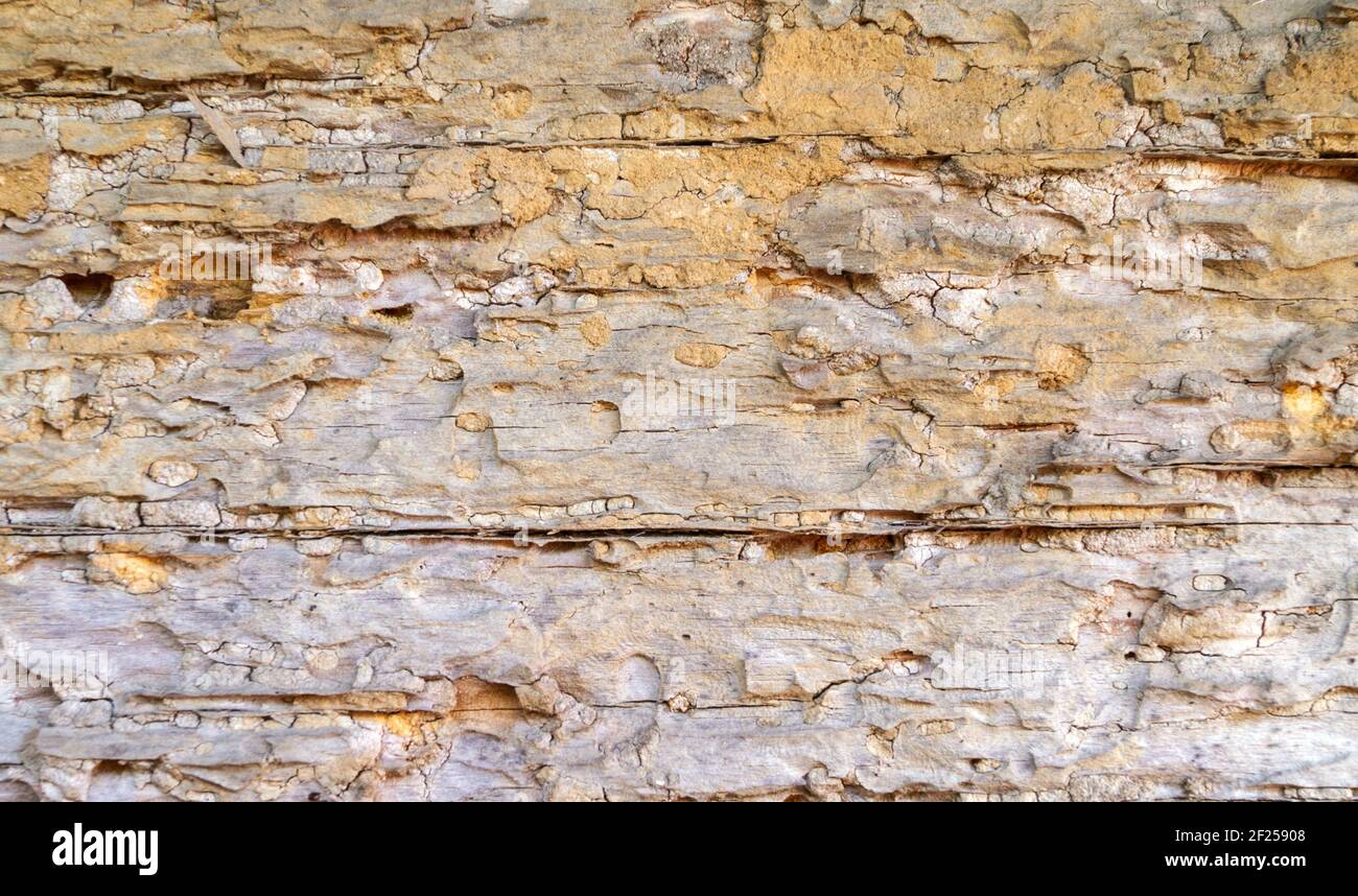 wood eaten by worms, wooden background and texture, Old grunge dark ...
