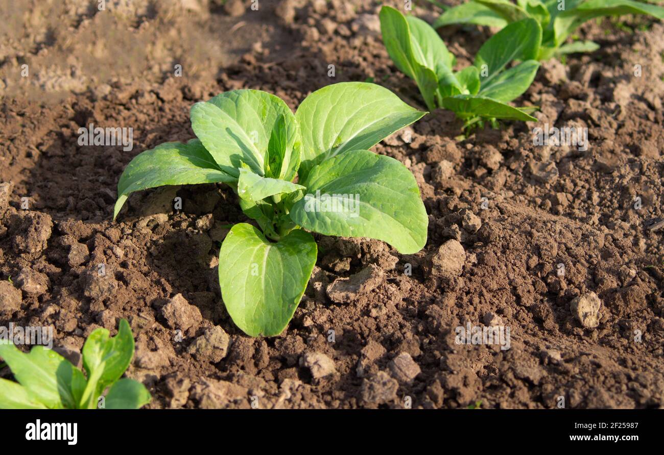 Chinese cabbage, Bok Choy or Pak Choy on a farm. The concept of fresh ...
