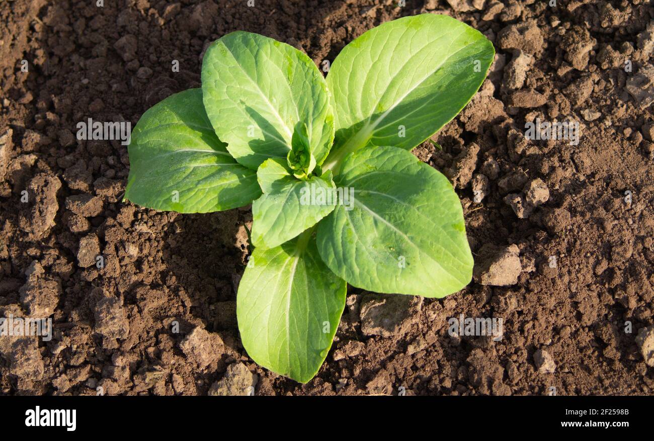Chinese cabbage, Bok Choy or Pak Choy on a farm. The concept of fresh ...