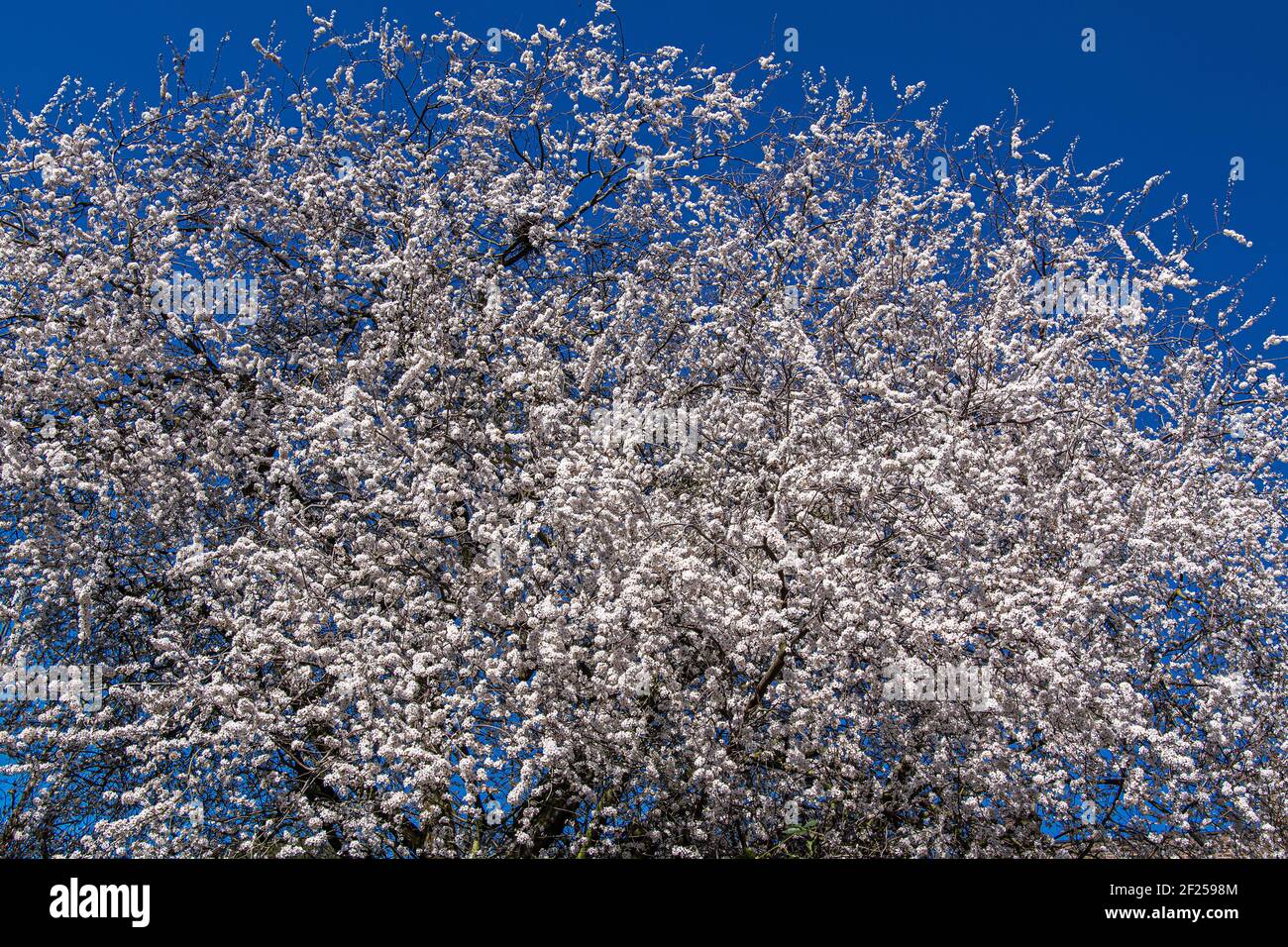 Blossom tree hi-res stock photography and images - Alamy