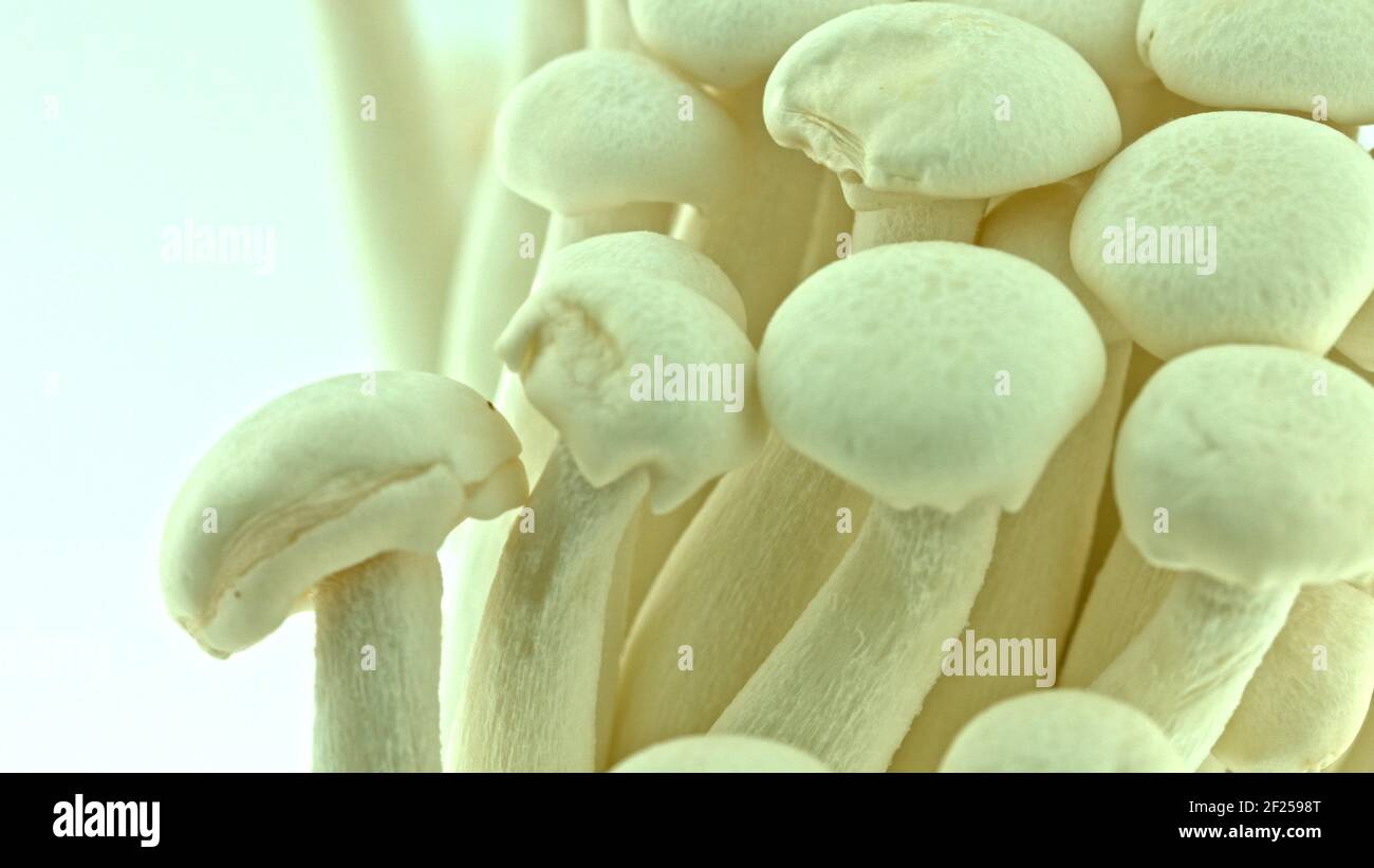 Bunapi shimeji. Mushrooms for gourmets. Asian food on white background ...