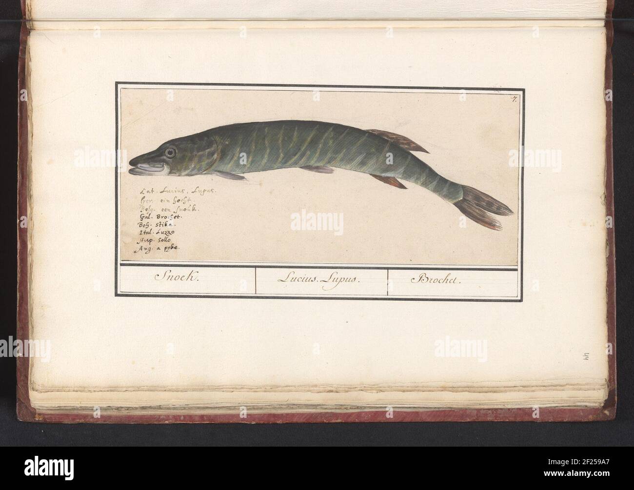 Snoek fish hi-res stock photography and images - Alamy