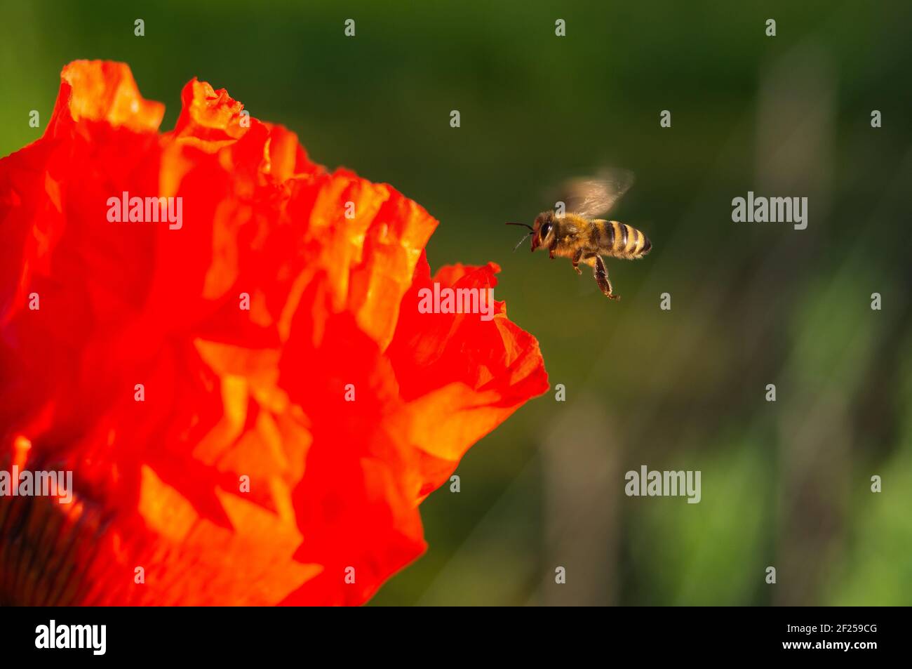 Gardening horticulture pollen pollination hi-res stock photography and ...