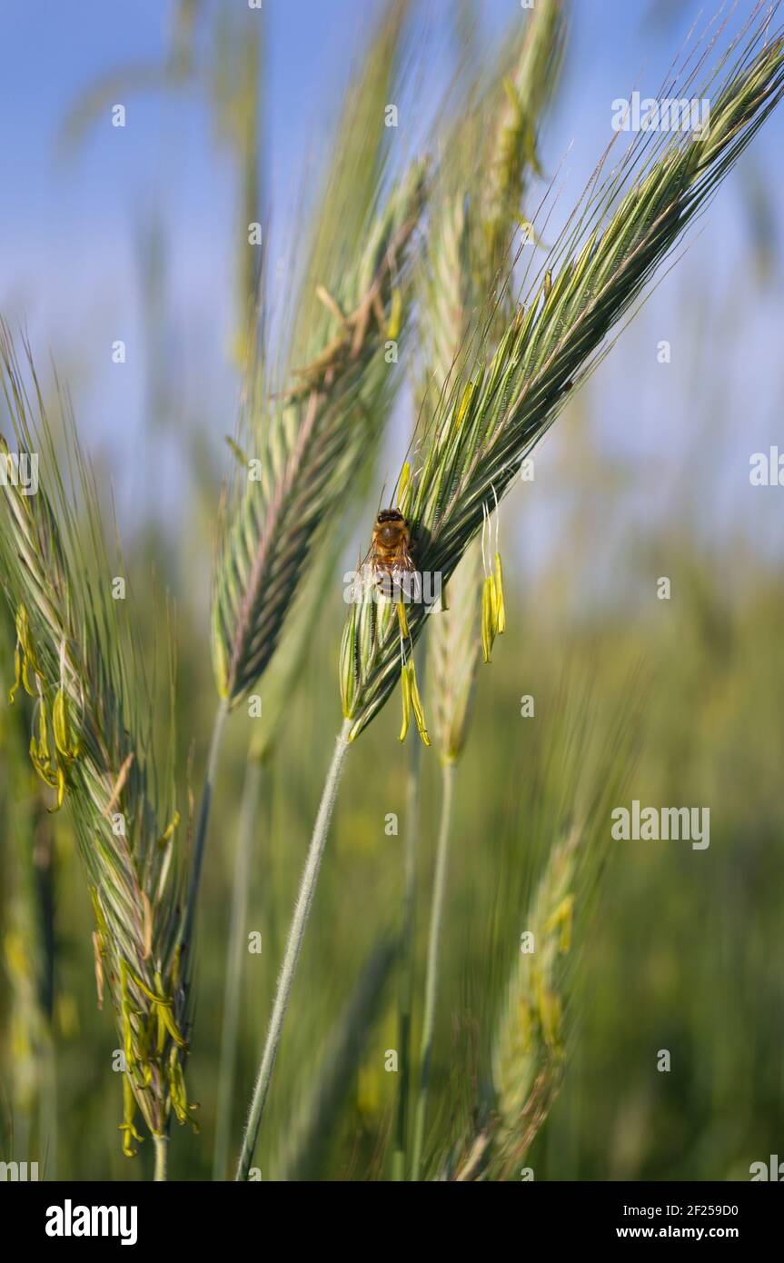 Pollination of wheat with bees. A bee sucks nectar on a spikelet of ...
