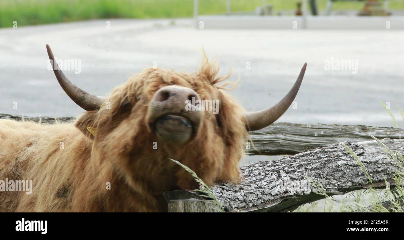 Cow of highland cattle moving head because of fly. close view of cattle ...