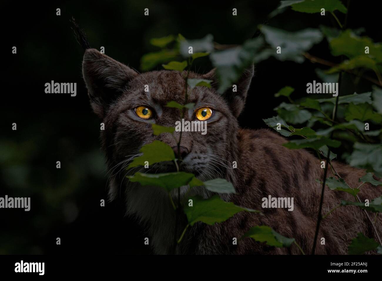 Night eyes hi-res stock photography and images - Alamy