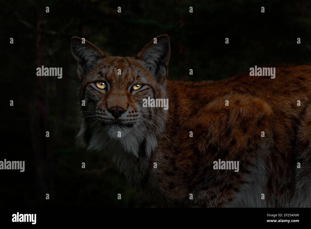 Lynx Eyes At Night