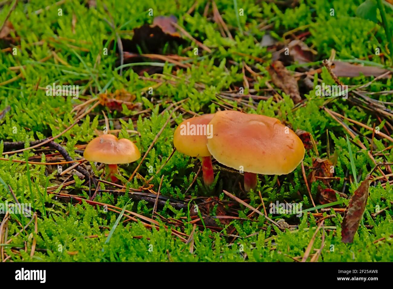 Wax cap mushrooms hi-res stock photography and images - Alamy