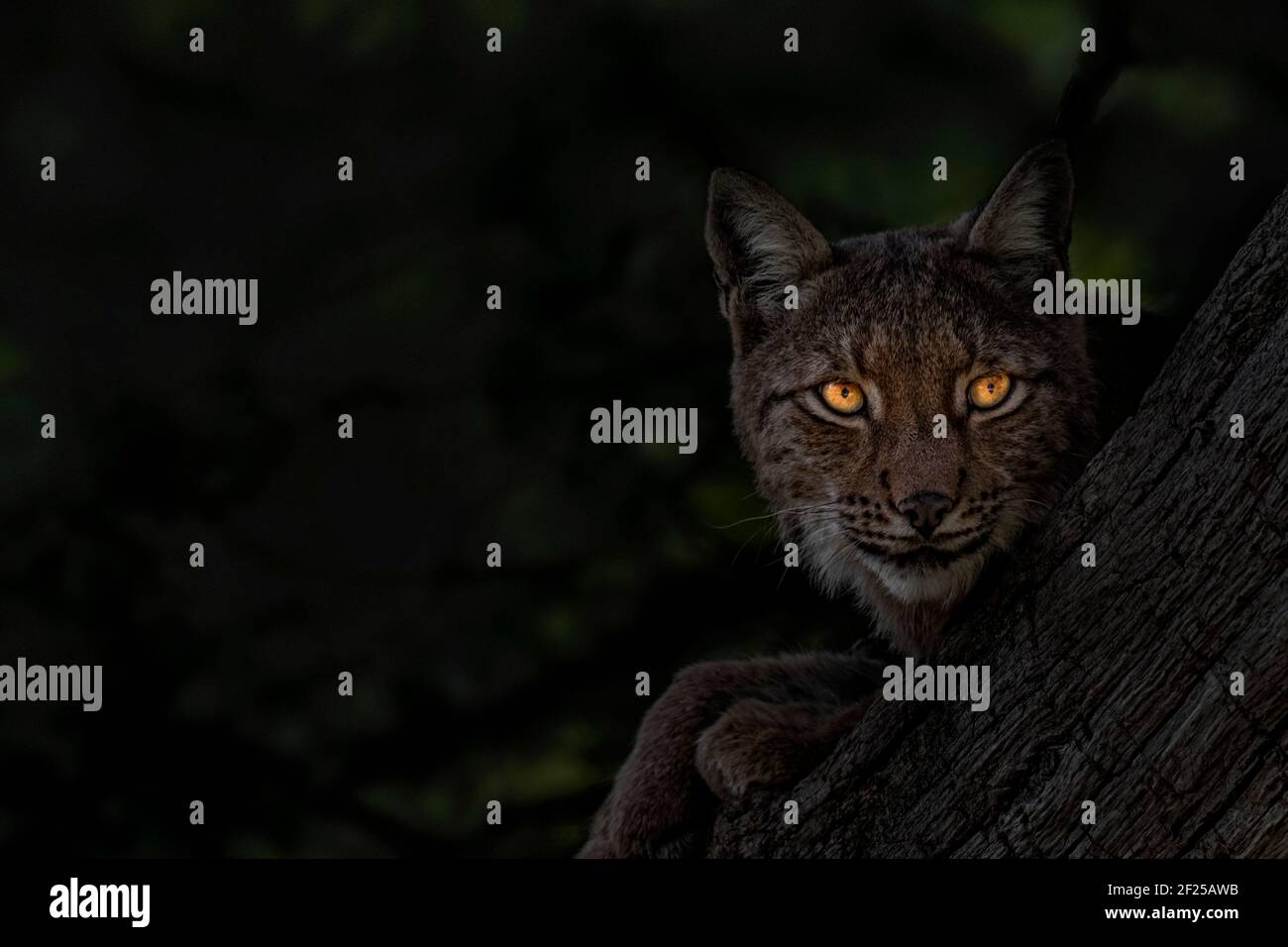 Eurasian lynx (Lynx lynx) resting on fallen tree trunk in forest at ...