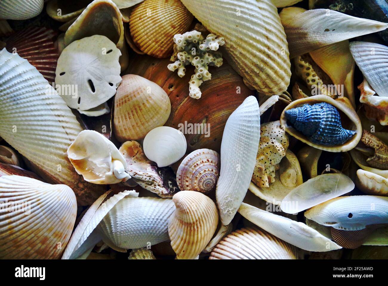 Seashell collection hi-res stock photography and images - Alamy