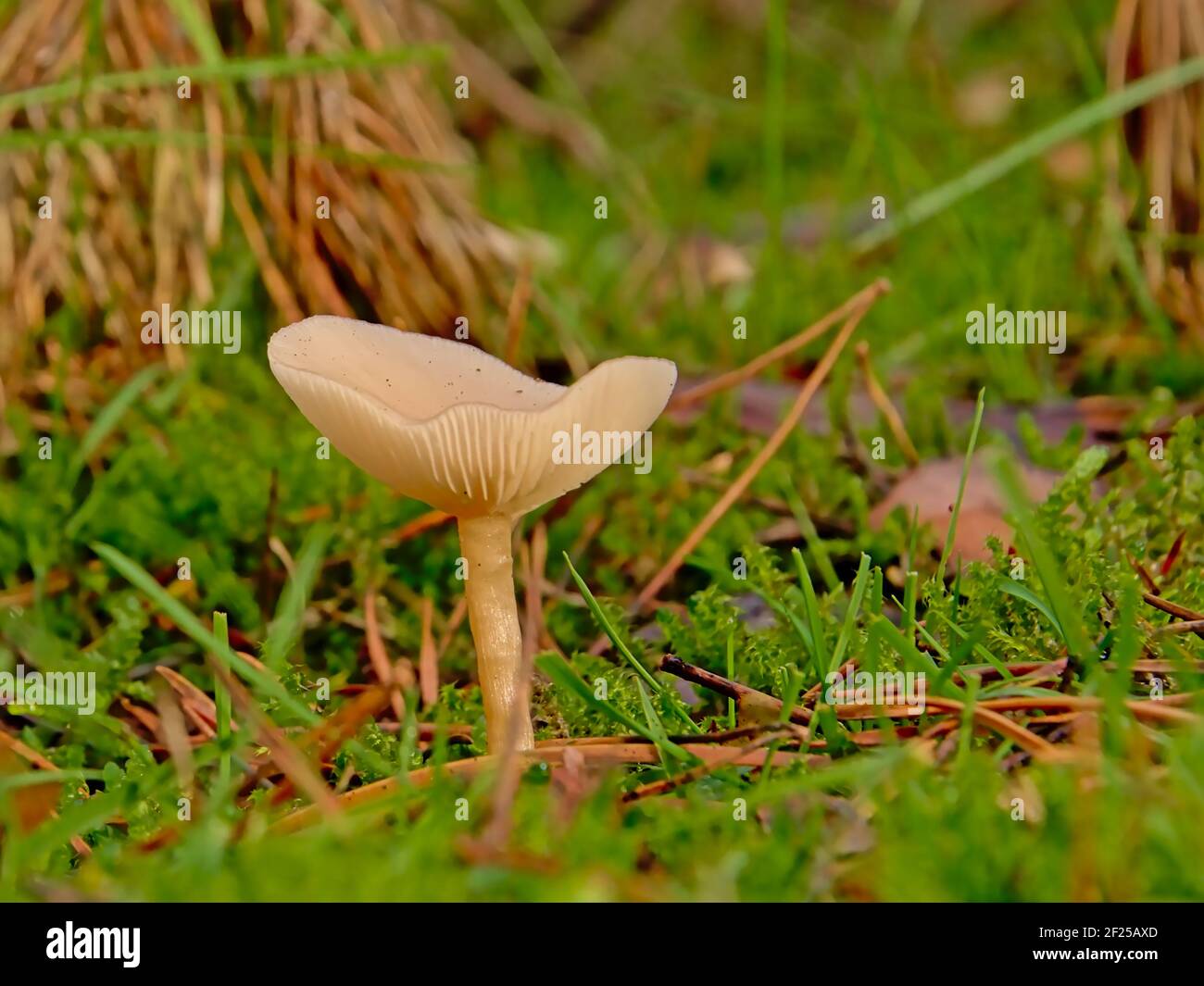 fragrant funnel mushroom and moss on the forest floor, selective focus ...