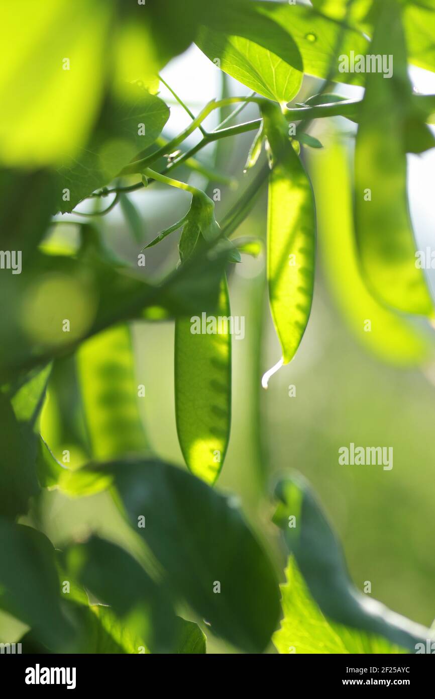 Pea pods in sun light outside in the garden, closeup or macro of bean ...