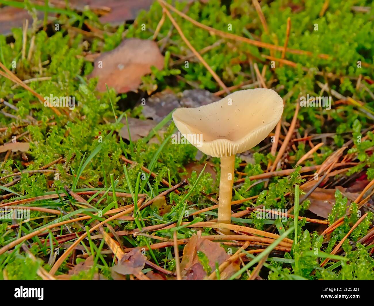 Fragrant funnel clitocybe fragrans tricholomataceae hi-res stock ...