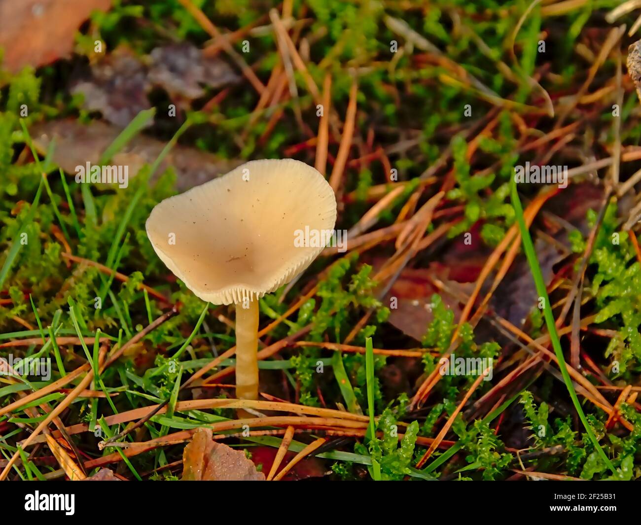Poson hi-res stock photography and images - Alamy