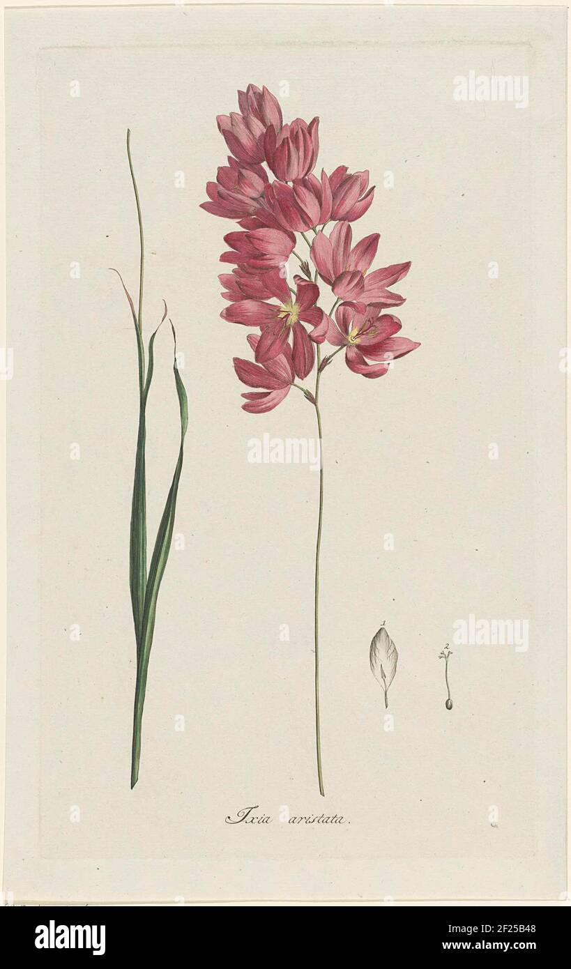 Ixia patens Aiton; Ixia aristata Stock Photo - Alamy