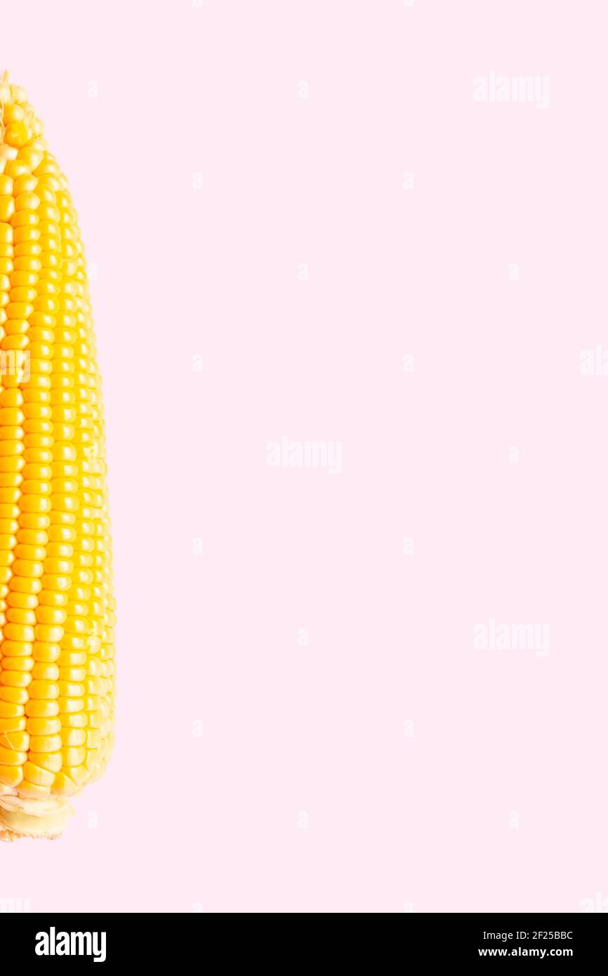 Fresh corn ear on pink background with copy space. Flat lay, top view ...