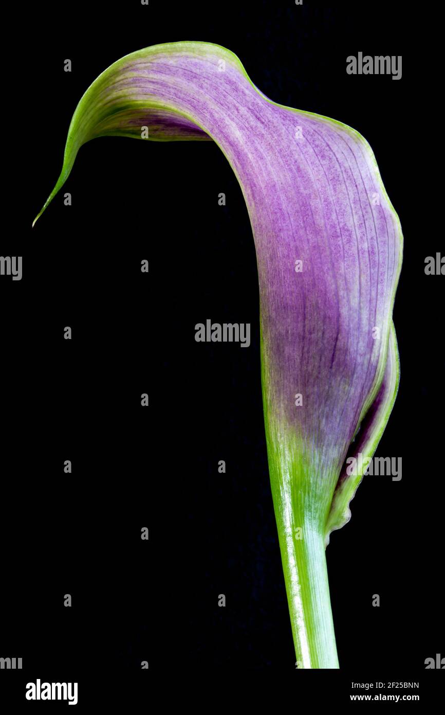 Purple Calla Lily Stock Photo - Alamy