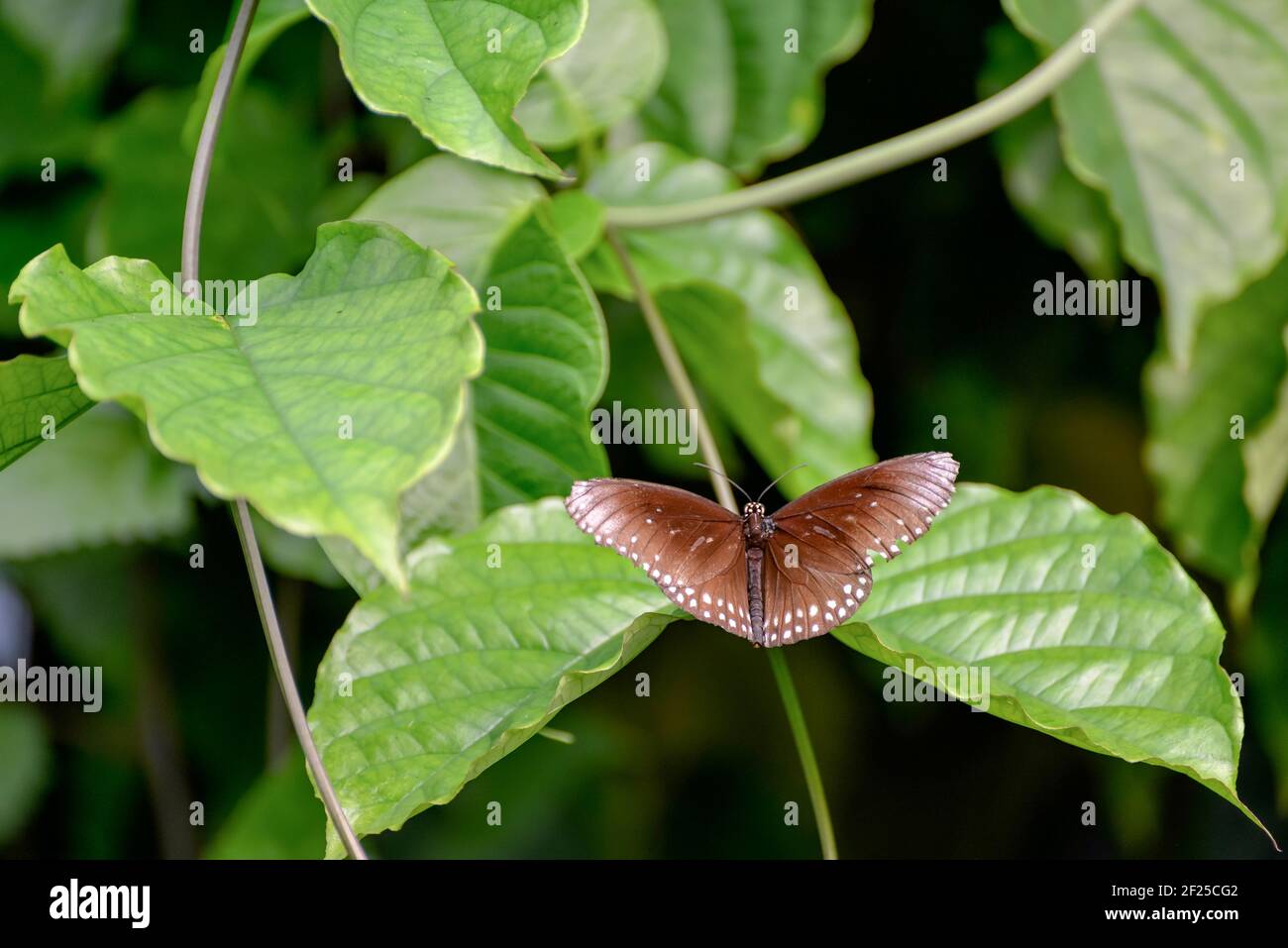 Common crow butterfly hi-res stock photography and images - Alamy