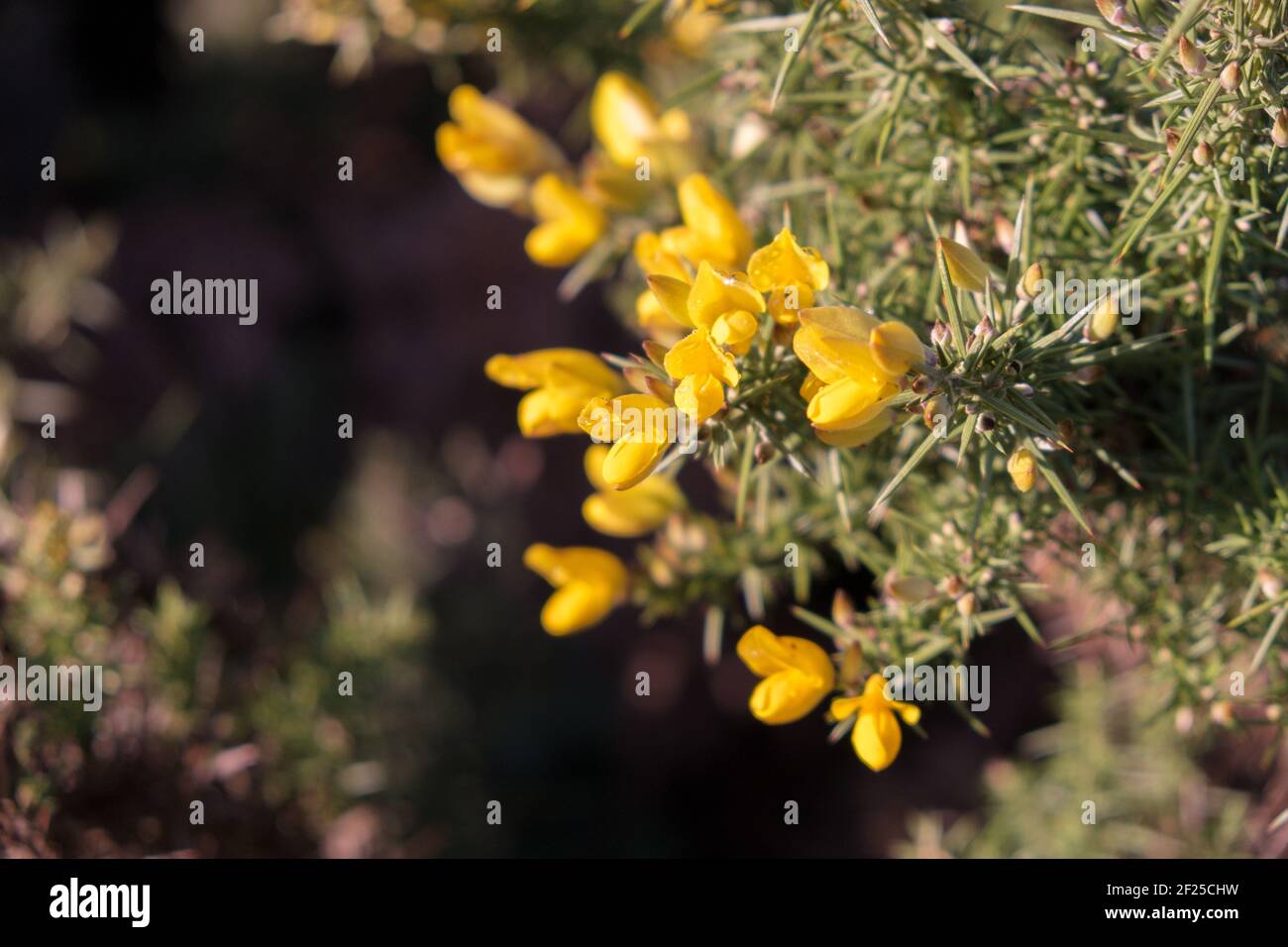 Gorse blooms hi-res stock photography and images - Alamy