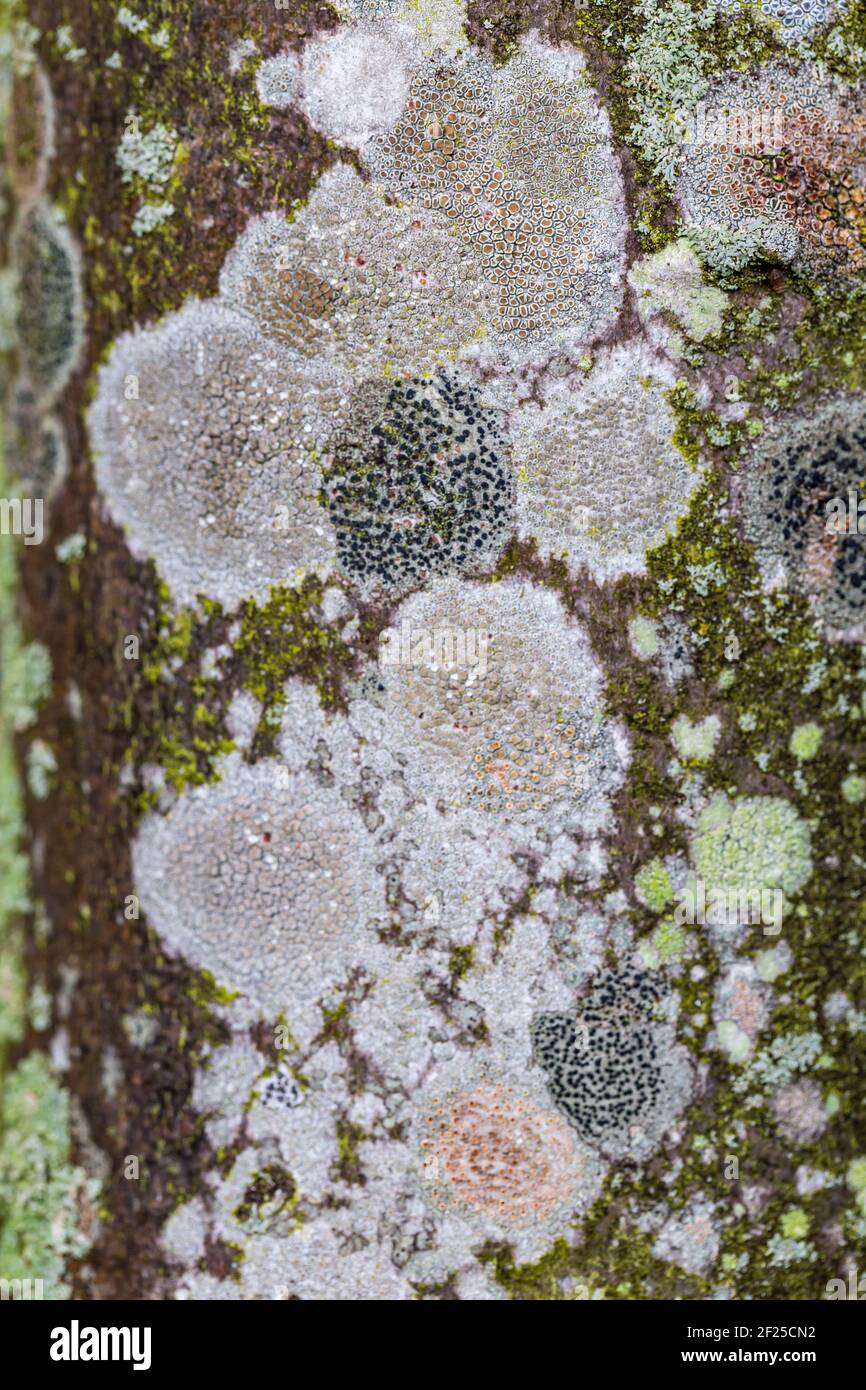 Colorful tree trunk hi-res stock photography and images - Alamy