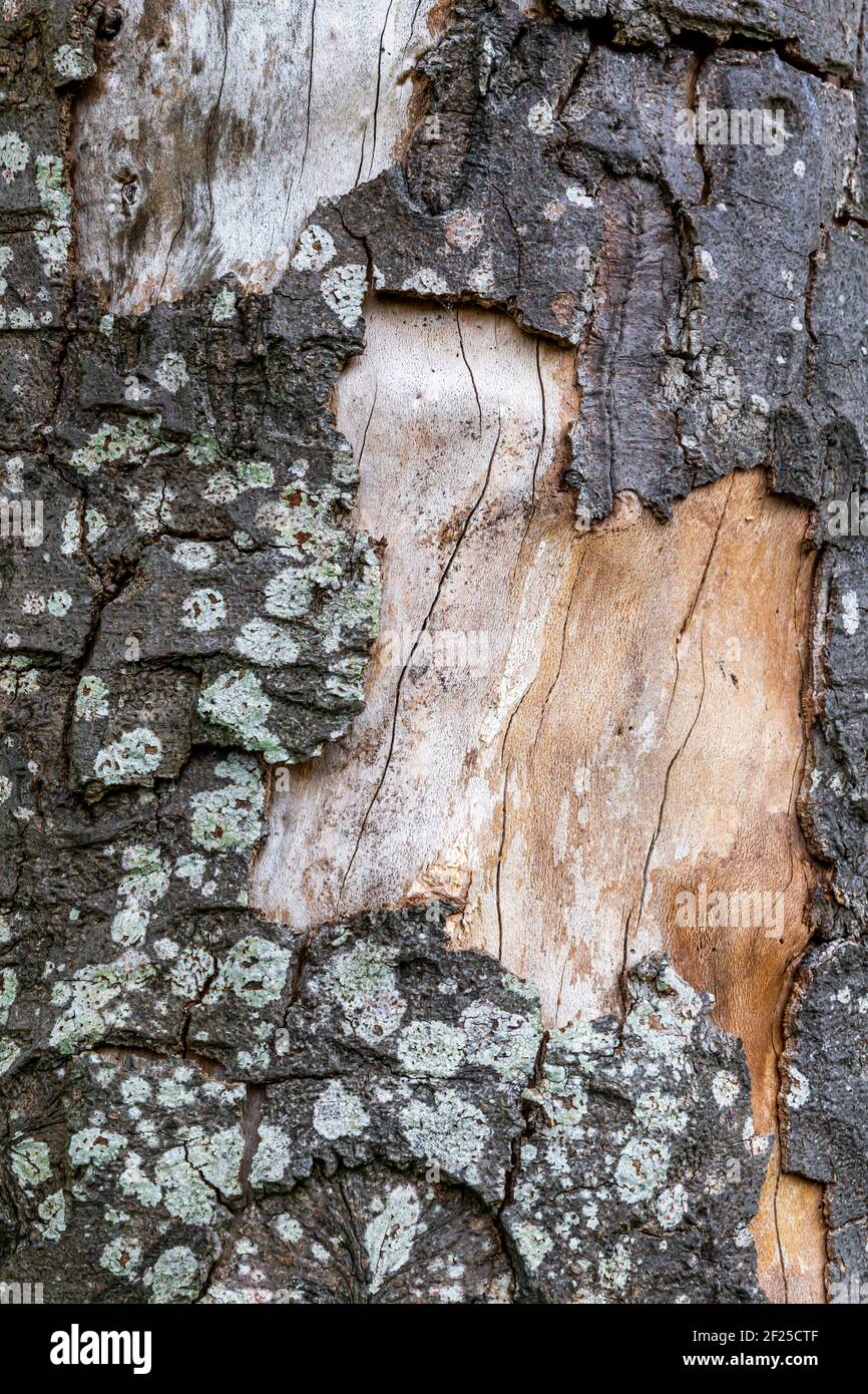 Damaged Tree Bark Close Up Background Stock Photo - Alamy