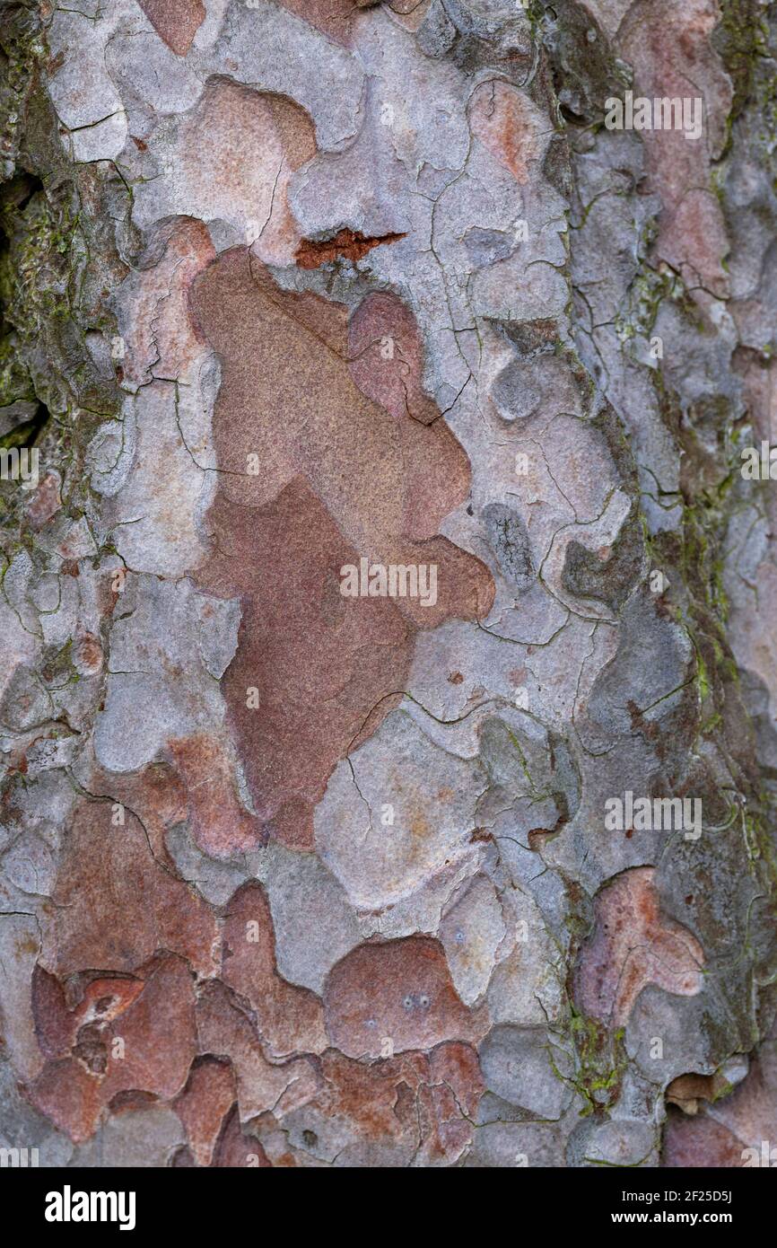 Damaged tree bark hi-res stock photography and images - Alamy