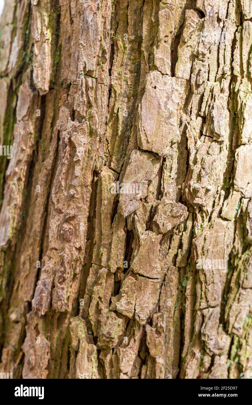 Pine Tree Bark Close Up Background Stock Photo - Alamy