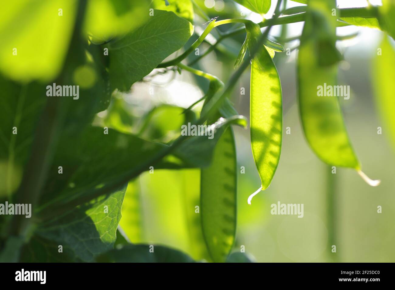 Pea pods in sun light outside in the garden, closeup or macro of bean ...