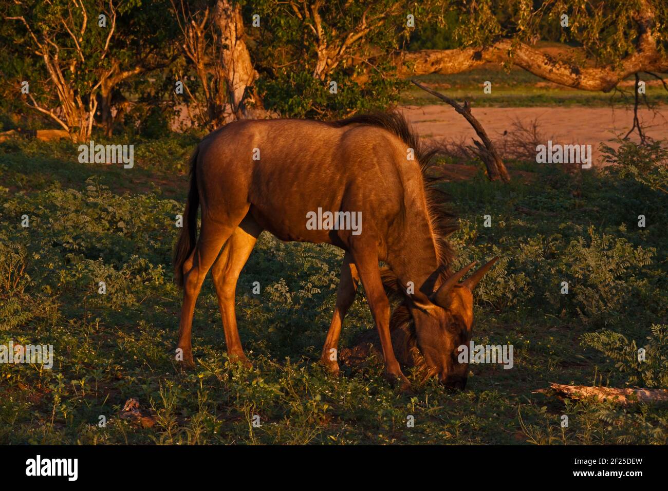 Wildlife ecosystem hi-res stock photography and images - Alamy