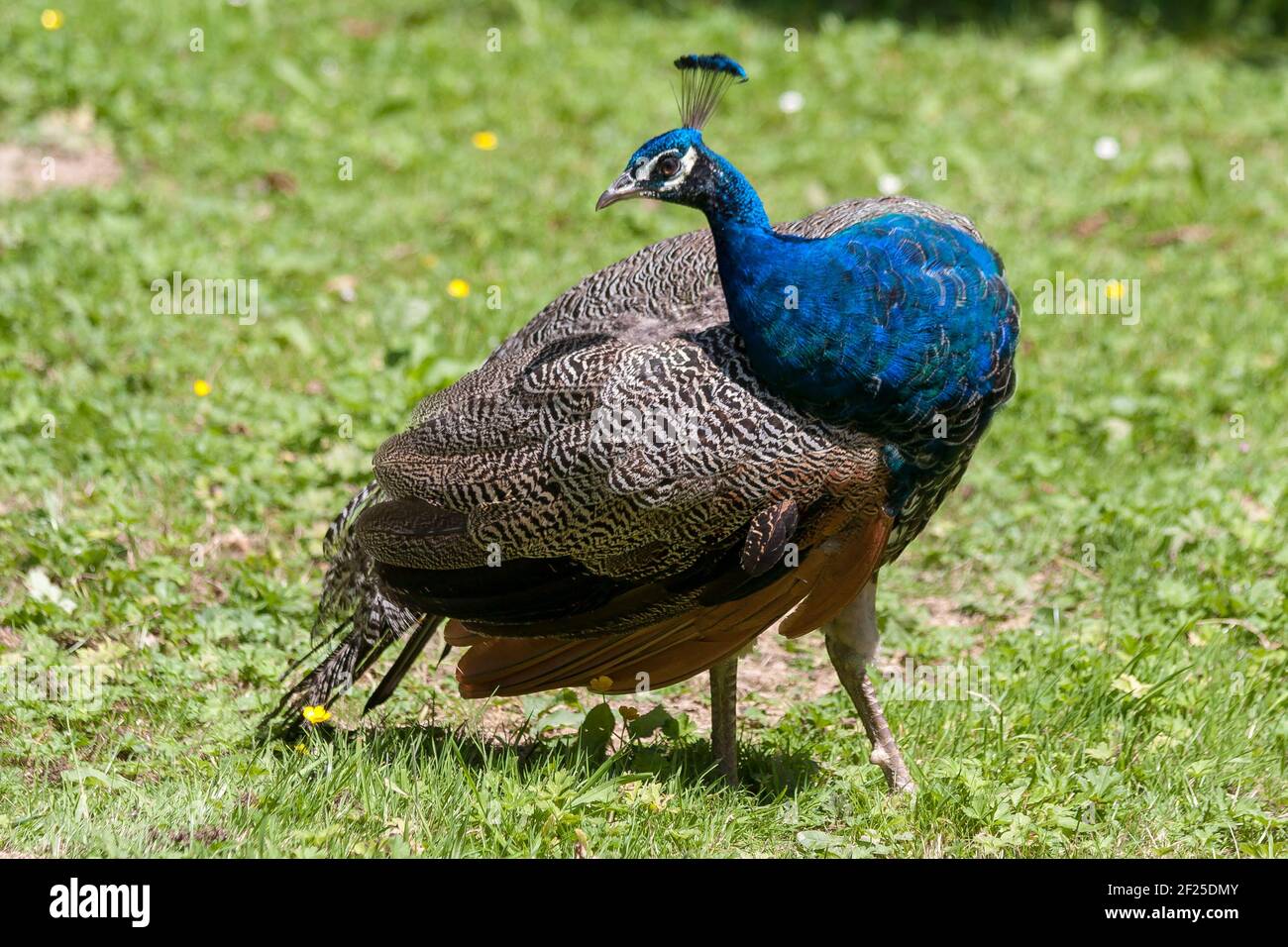 Peacock (Pavo cristatus Stock Photo - Alamy