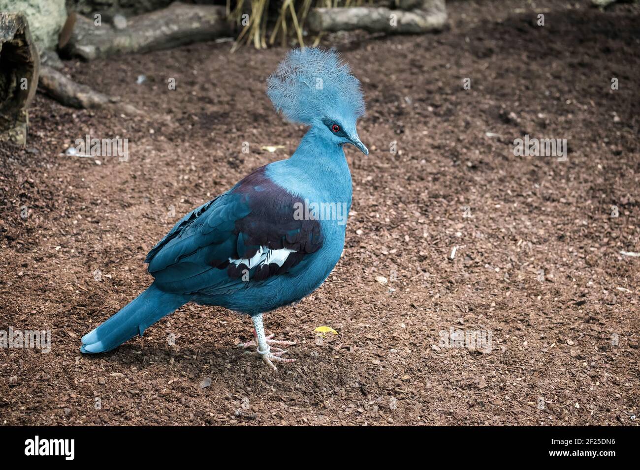 Southern Crowned Pigeon (Goura scheepmakeri sclateri Stock Photo - Alamy
