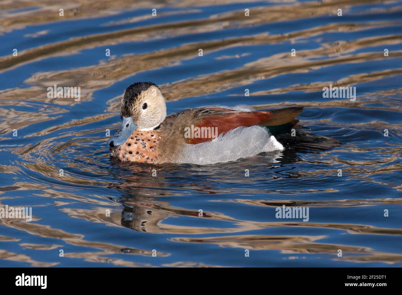 Ringed Teal (Callonetta leucophrys Stock Photo - Alamy