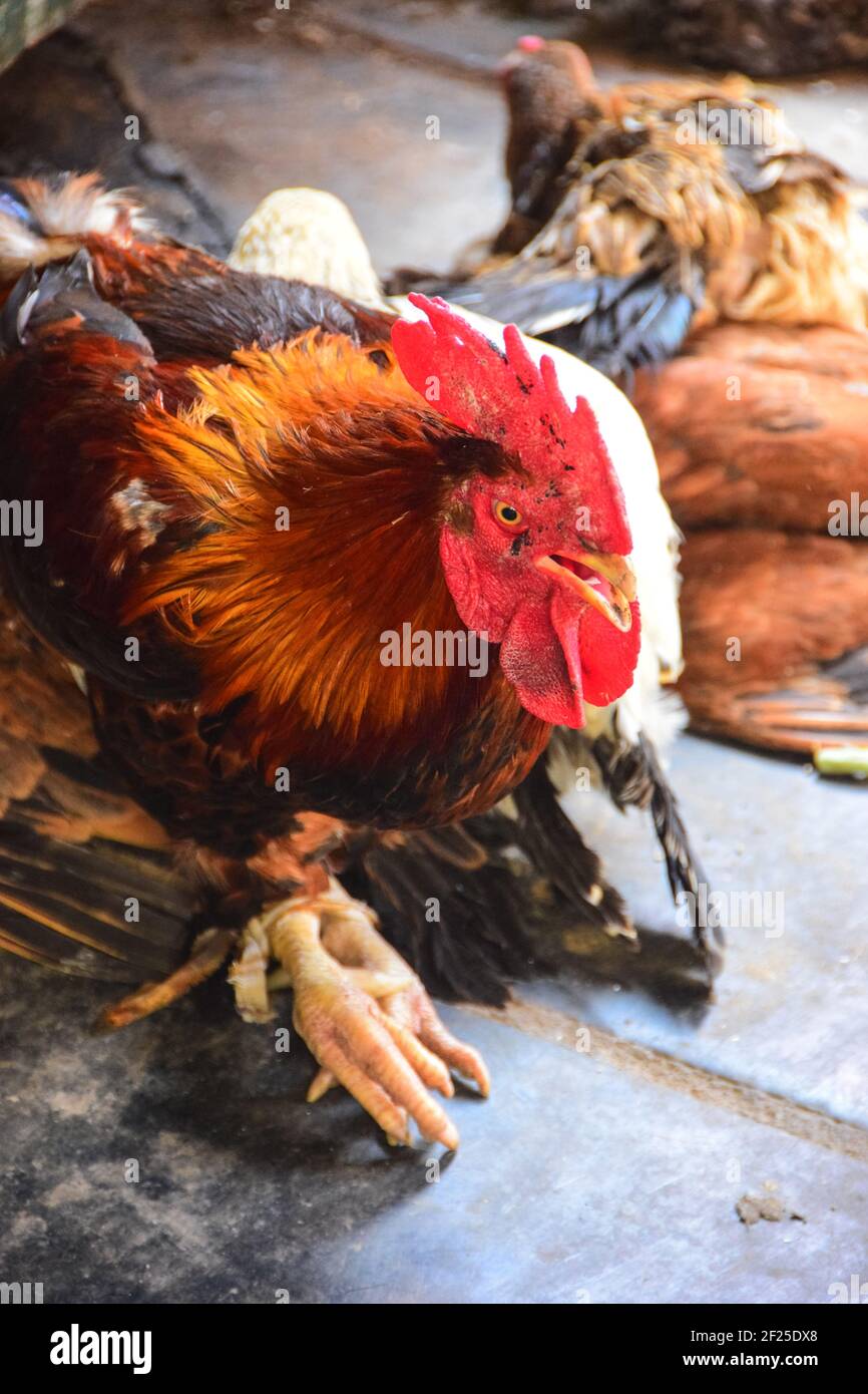 Puducherry, Pondicherry, Tamil Nadu, India Stock Photo - Alamy